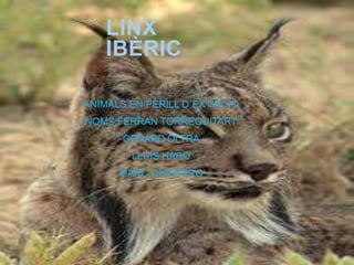 Linx ibèric | PPT