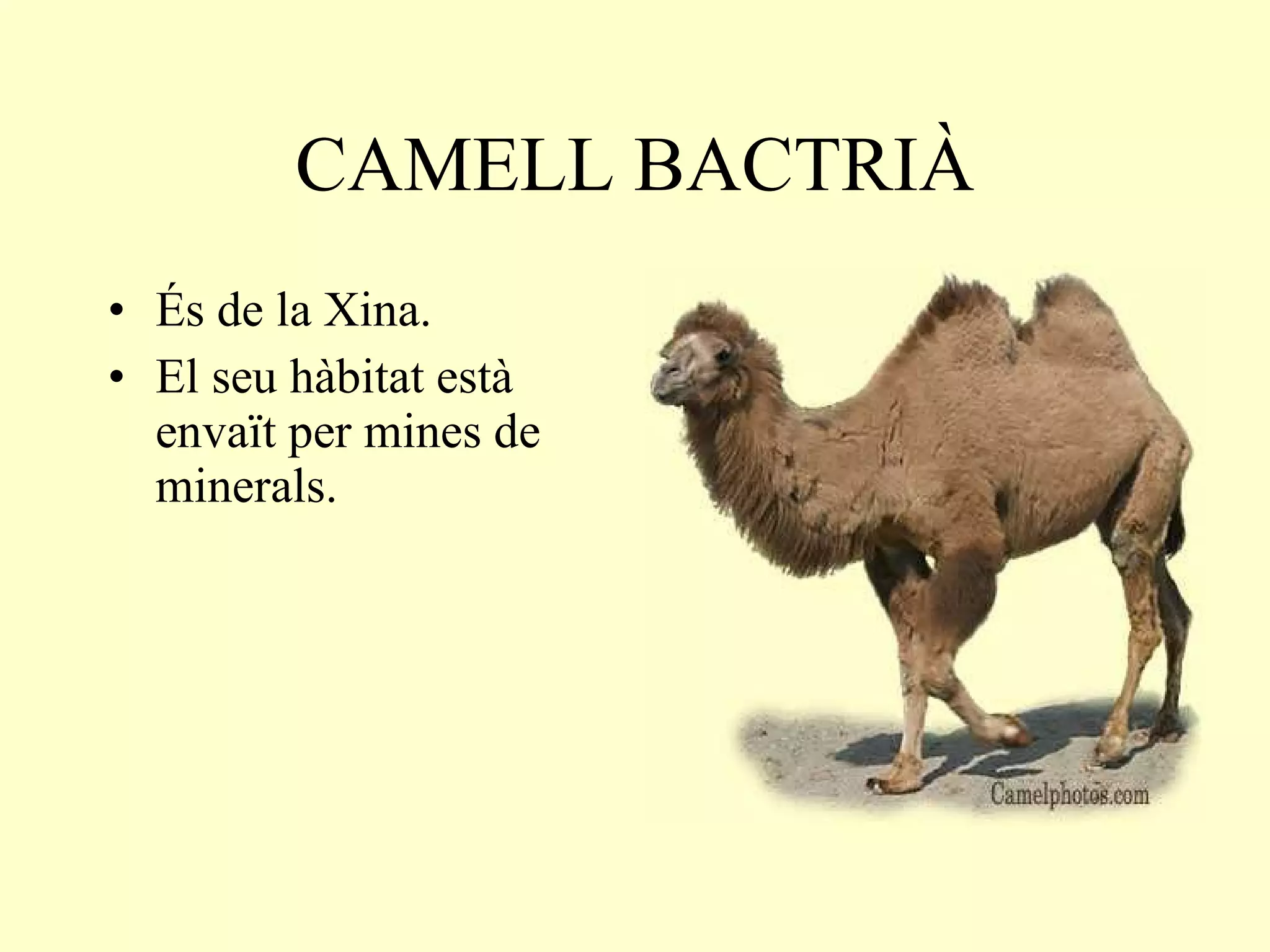 Animals Amb Perill D´Extincio | PPT