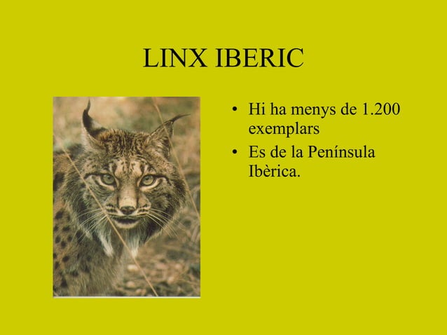 Animals Amb Perill D´Extincio | PPT