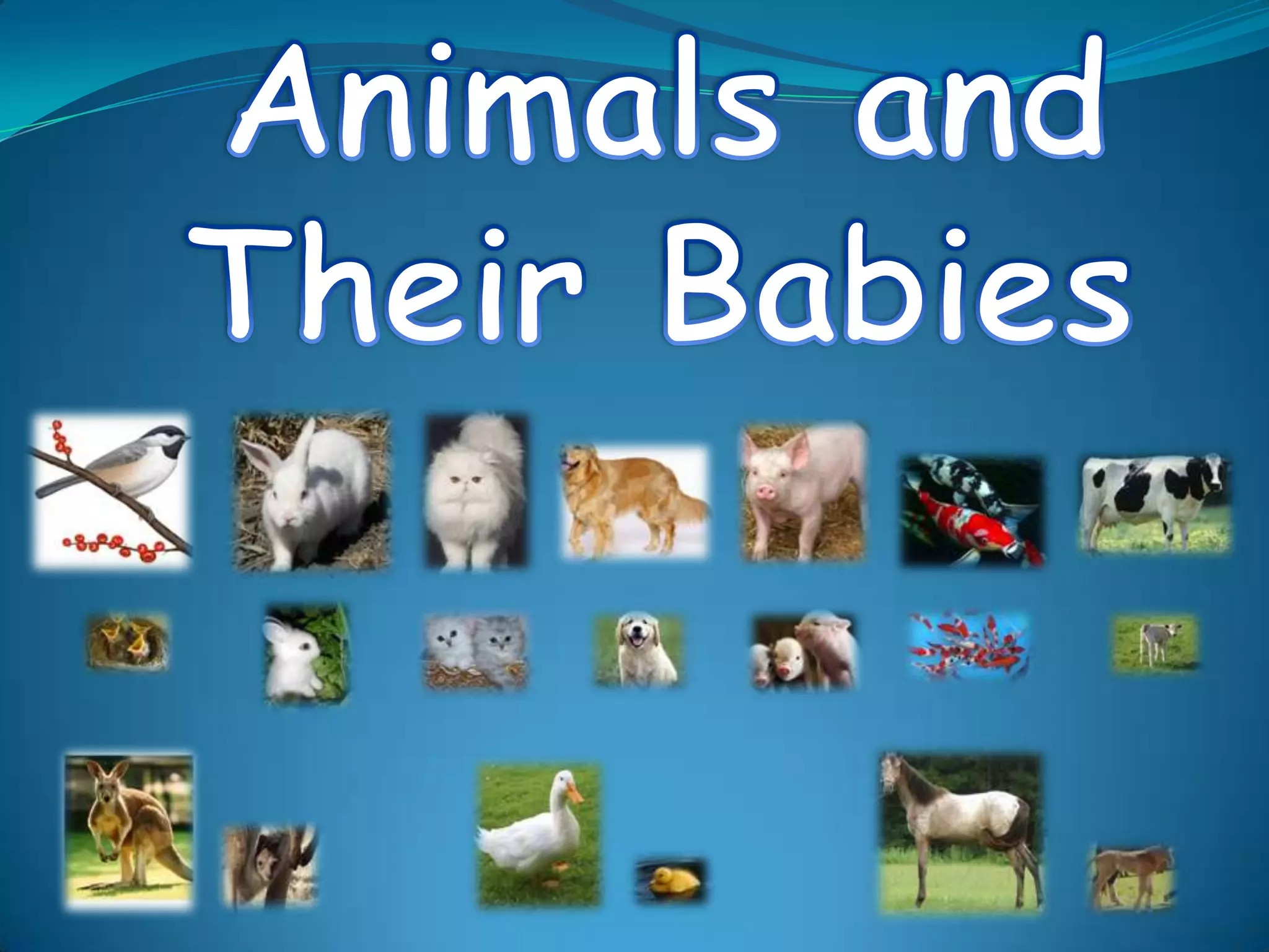 Animals and Babies | PPTX