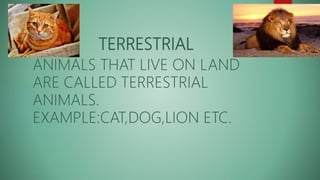 ANIMALS AND HABITATS.pptx