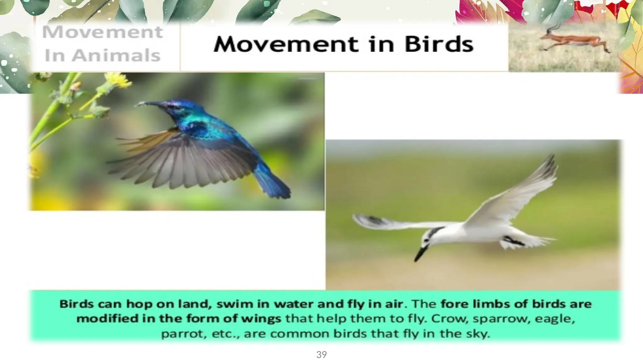 ANIMALS AND MOVEMENTS science amazing animal movements.pptx