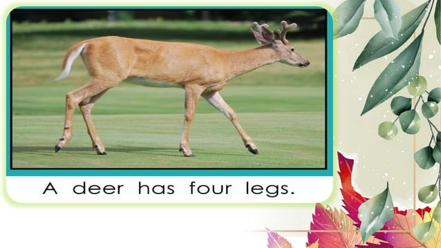 ANIMALS AND MOVEMENTS science amazing animal movements.pptx