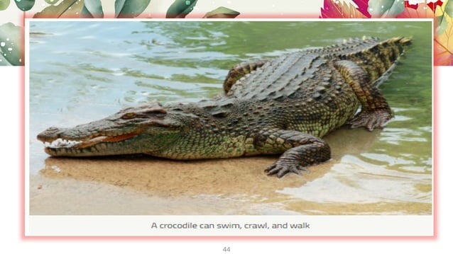 ANIMALS AND MOVEMENTS science amazing animal movements.pptx