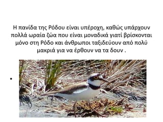 ΦΥΤΑ ΚΑΙ ΖΩΑ ΤΗΣ ΡΟΔΟΥ-Β | PPTX