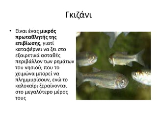 ΦΥΤΑ ΚΑΙ ΖΩΑ ΤΗΣ ΡΟΔΟΥ-Β | PPTX
