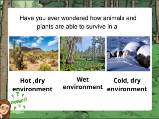 Animals and Plants Adaptation to different Environments.pptx