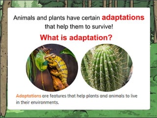 Animals and Plants Adaptation to different Environments.pptx