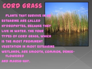 Estuary Animals And Plants