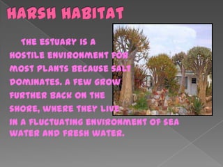 Estuary Animals And Plants