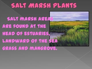 Estuaries Plants