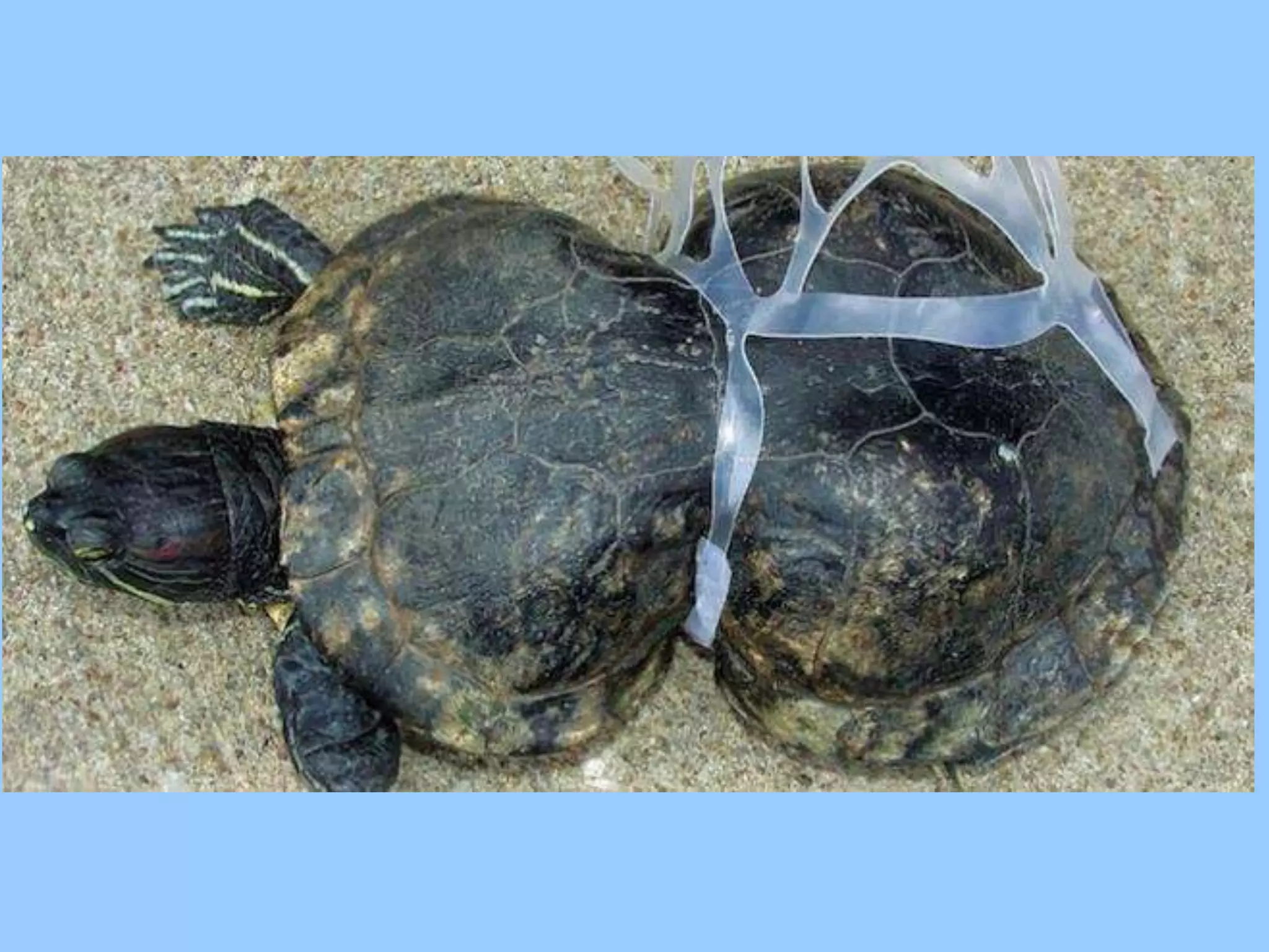 Animals and plastic | PPTX