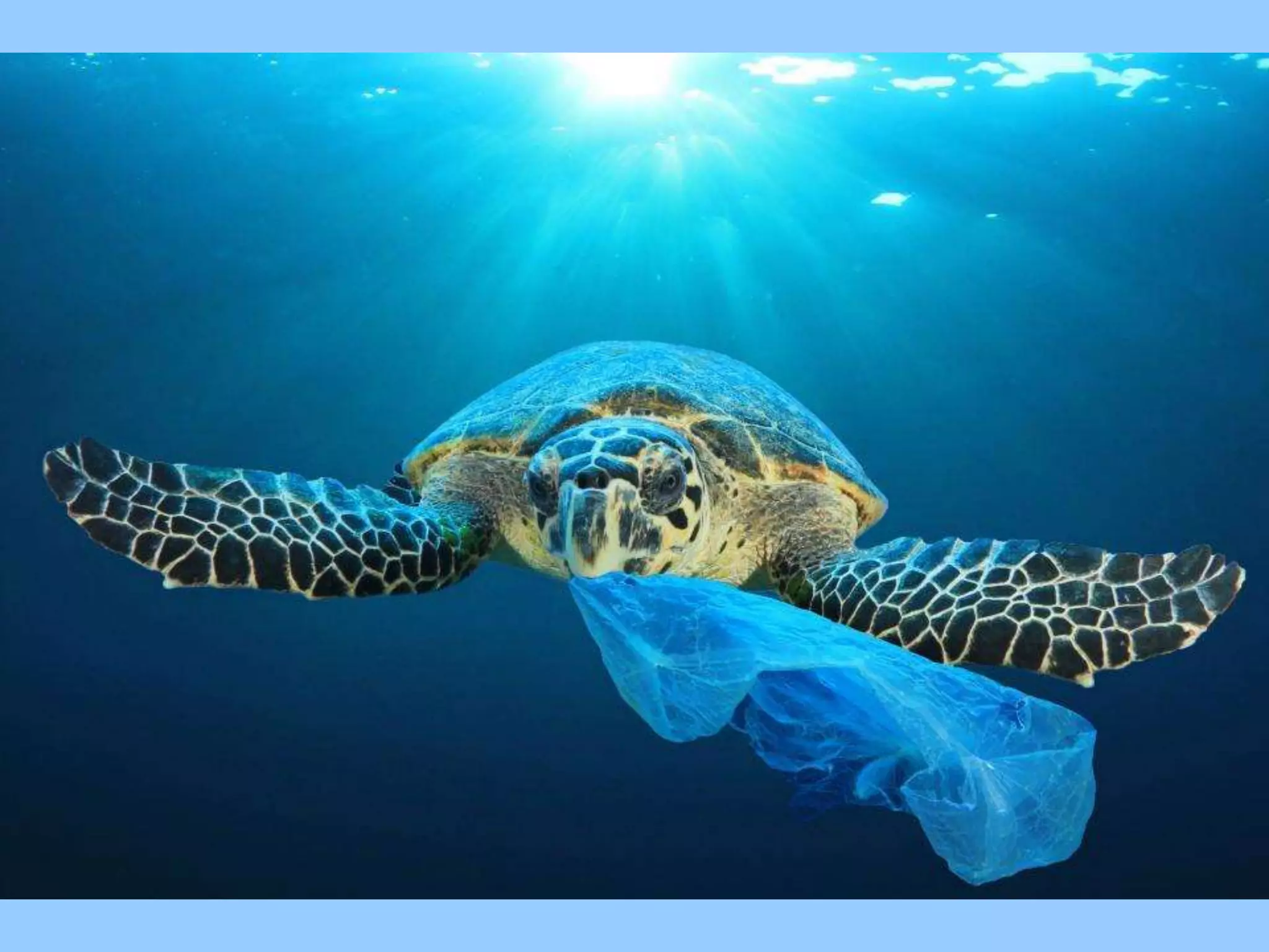 Animals and plastic | PPTX
