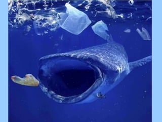 Animals and plastic | PPTX