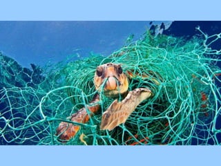 Animals and plastic | PPTX