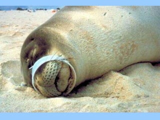 Animals and plastic | PPTX