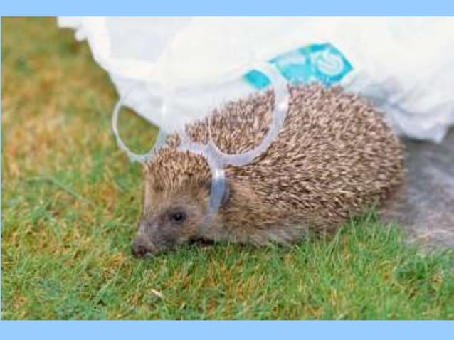 Animals and plastic | PPTX