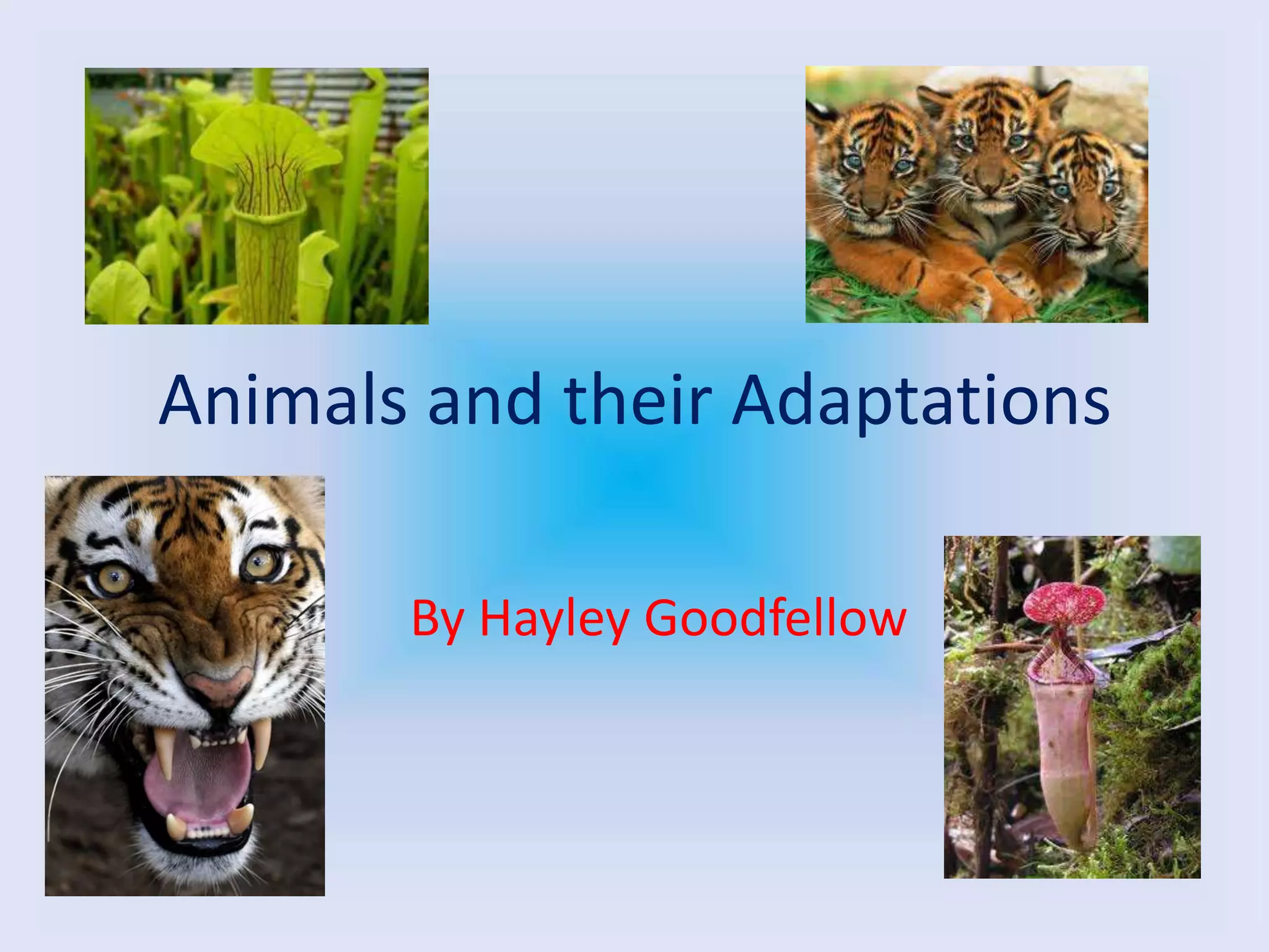 Animals and their adaptations | PPTX