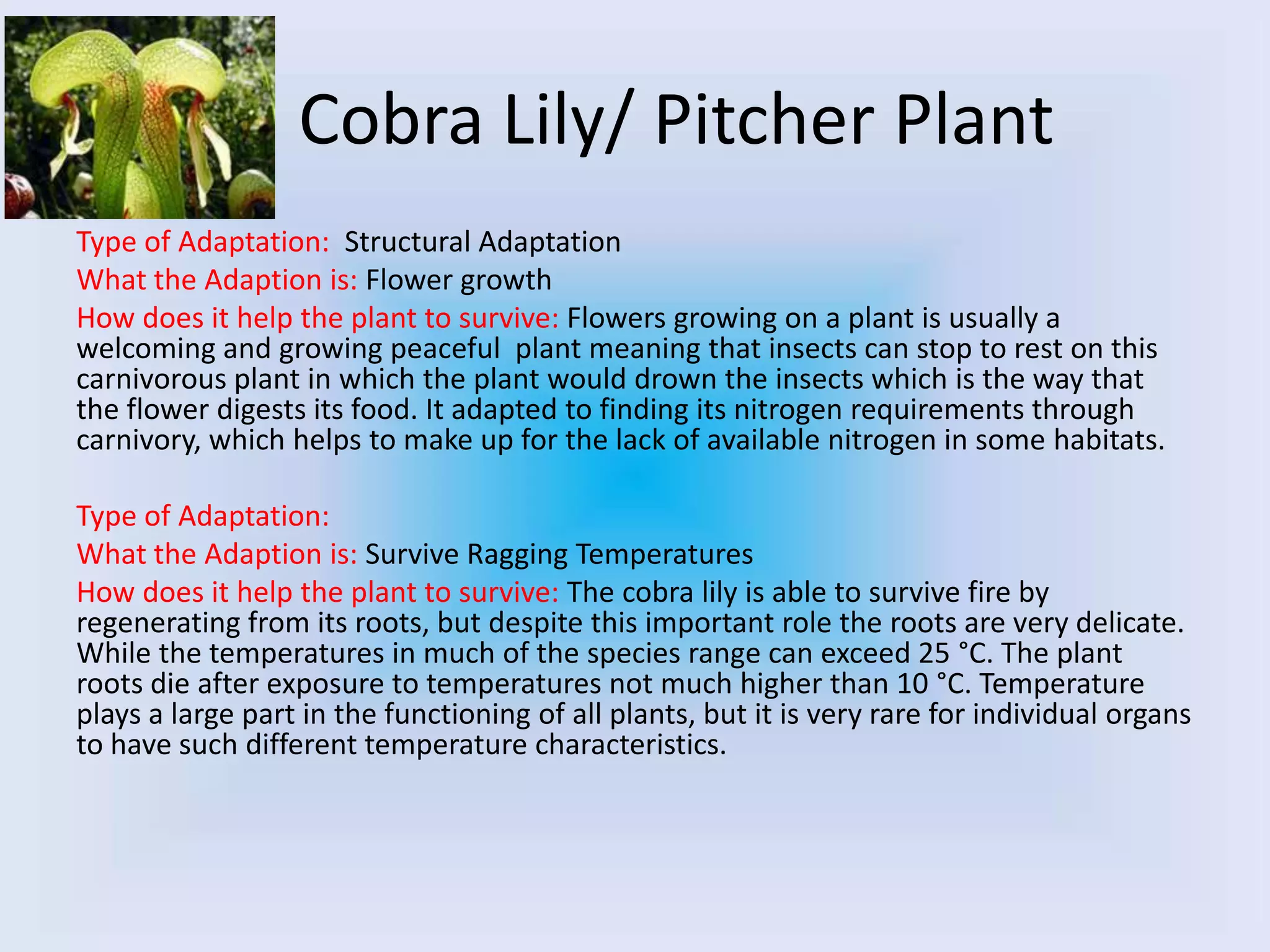 Animals and their adaptations | PPTX