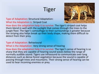 Animals and their adaptations | PPTX