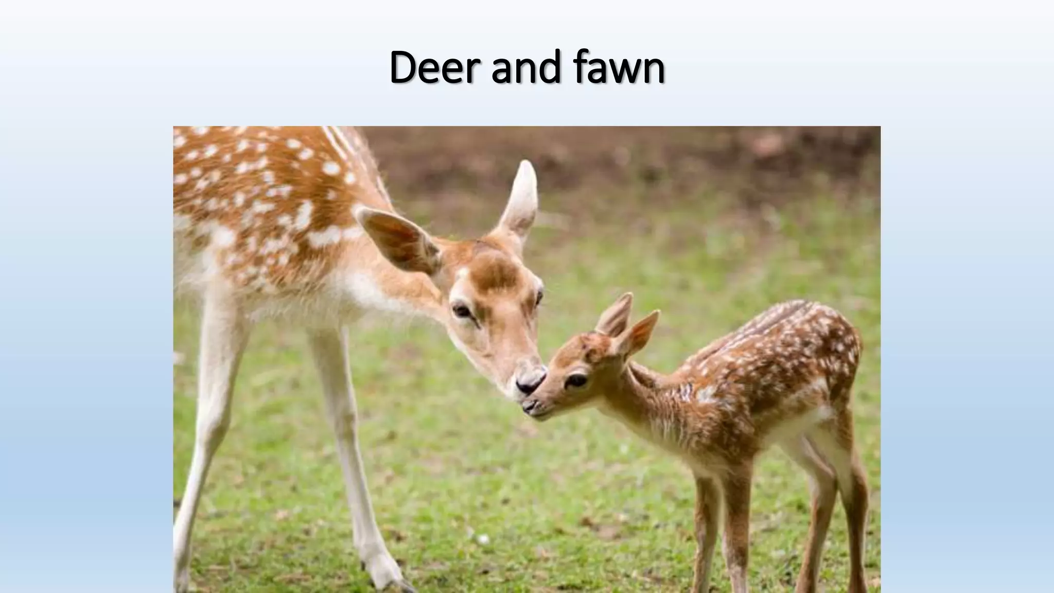 Animals and their babies | PPTX | Birds | Pets