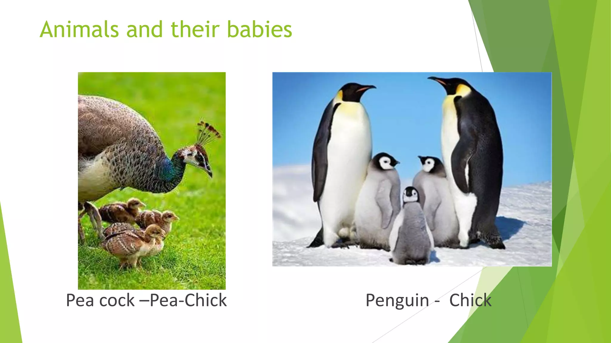 Animals and their babies.pptx