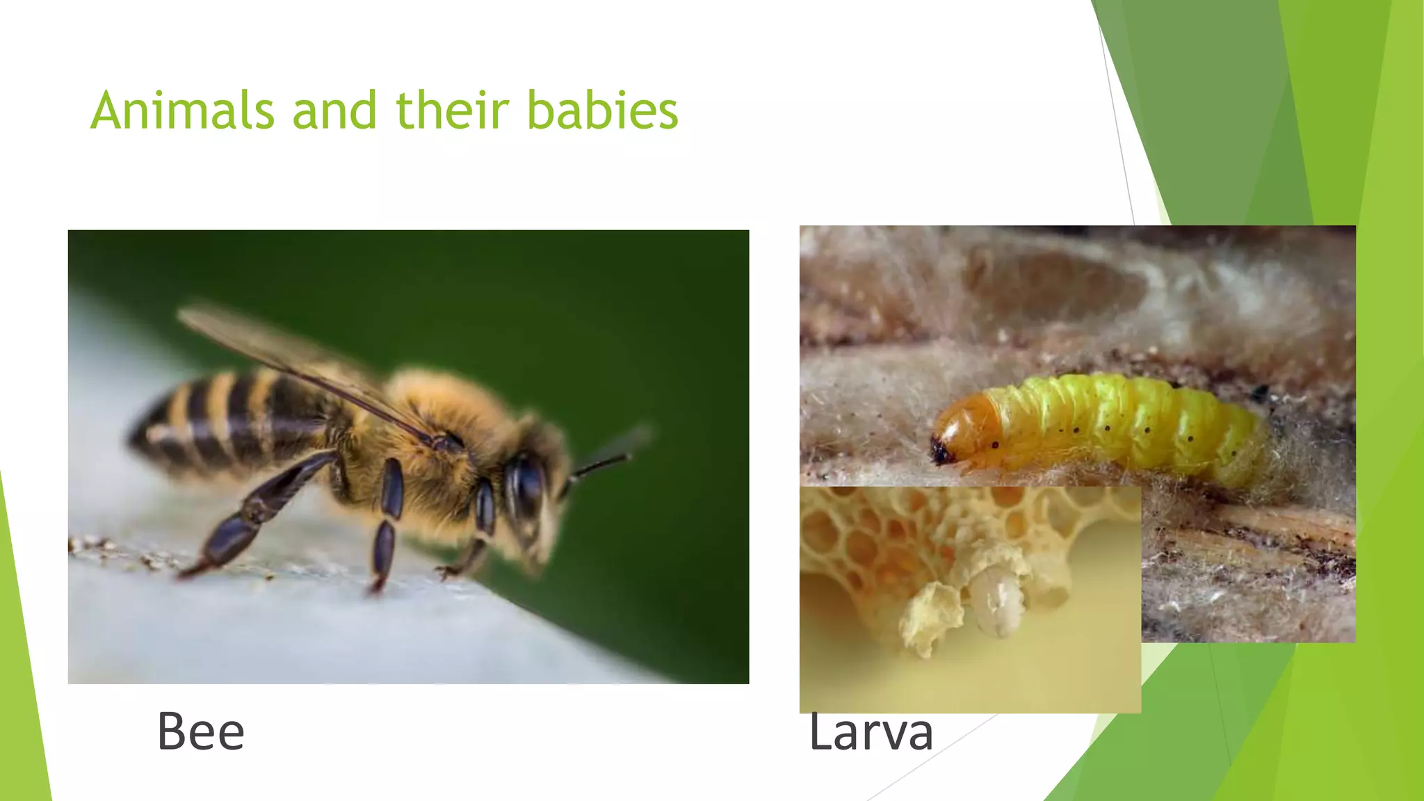 Animals and their babies.pptx