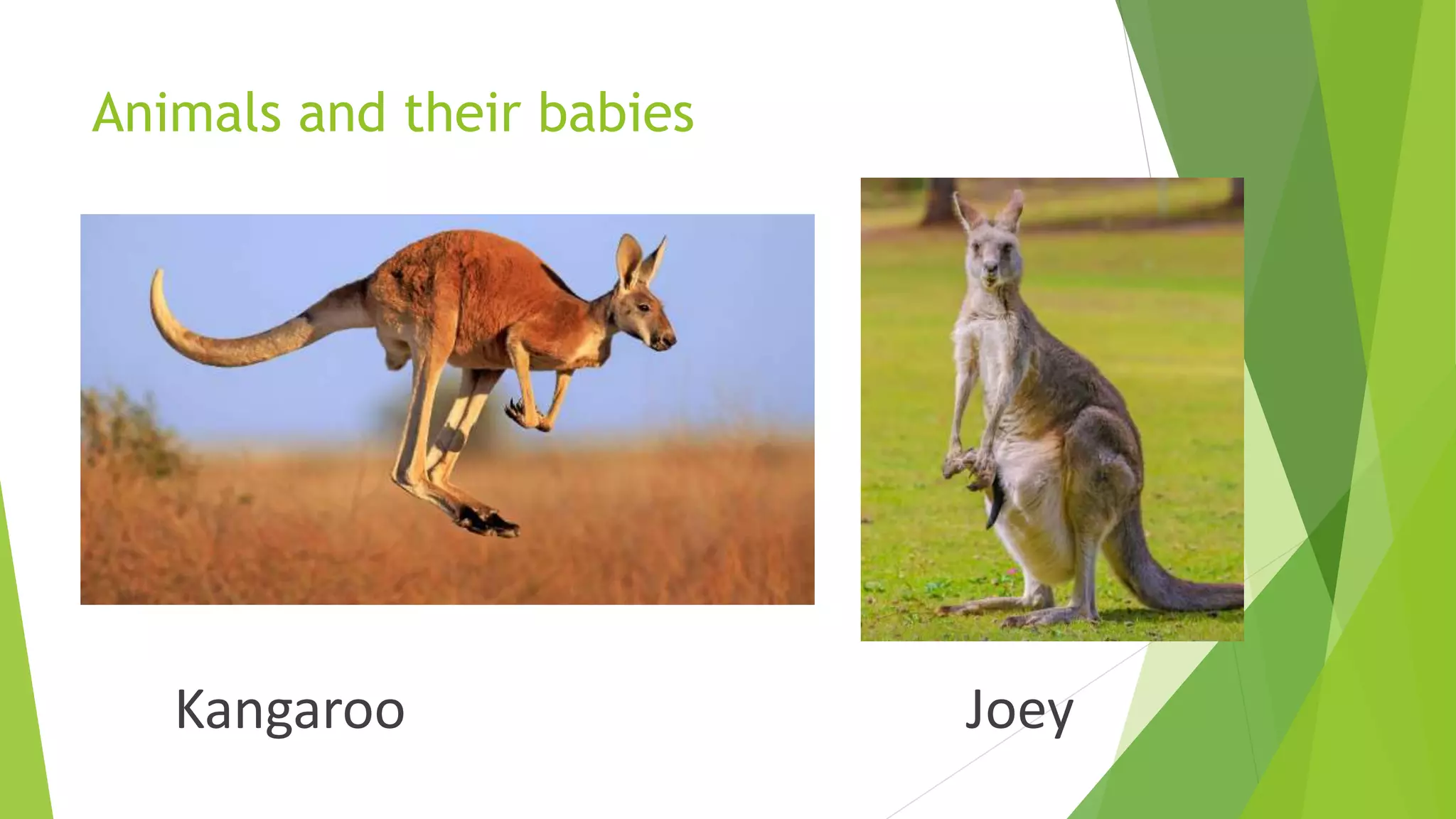Animals and their babies.pptx
