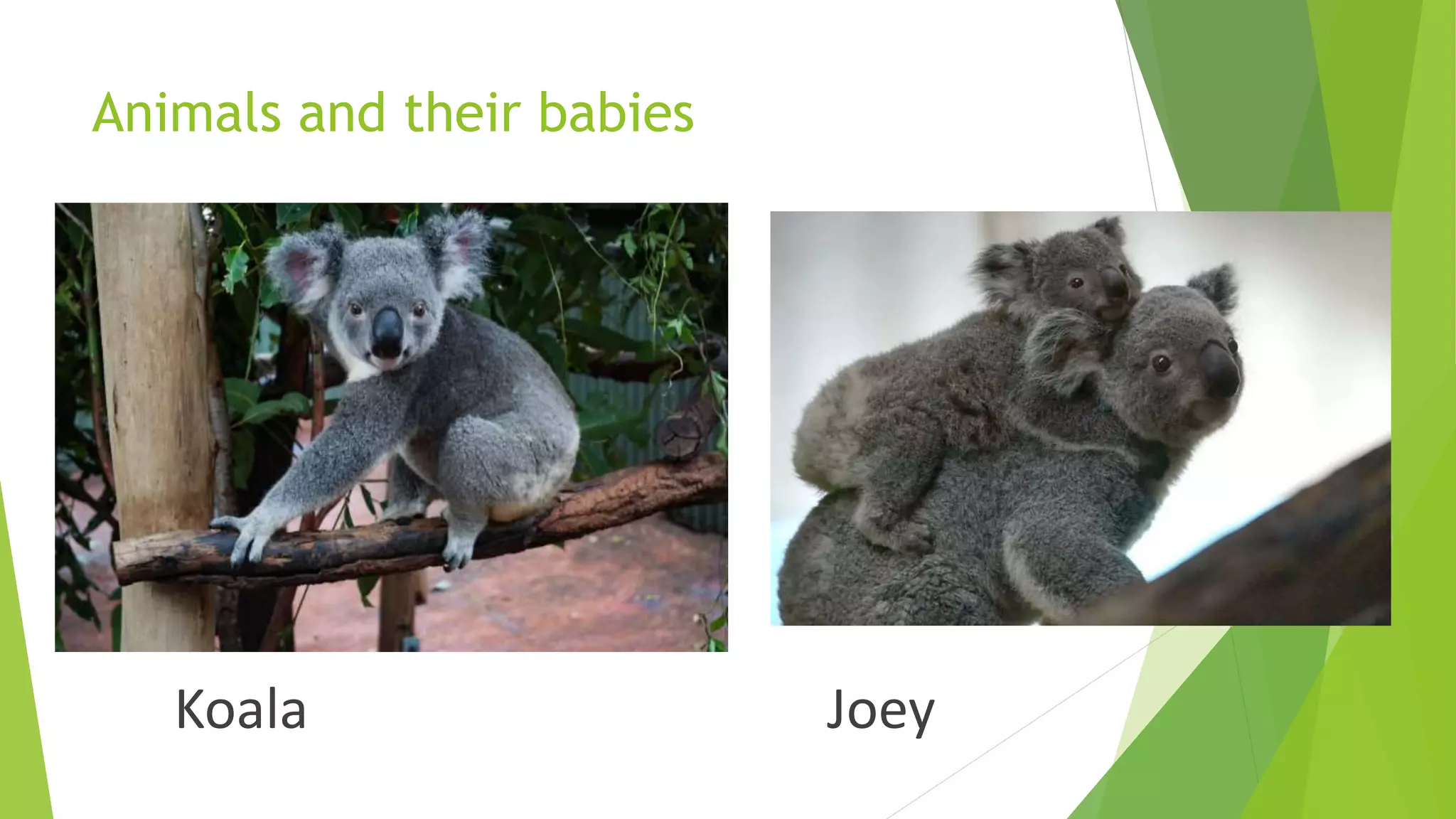 Animals and their babies.pptx