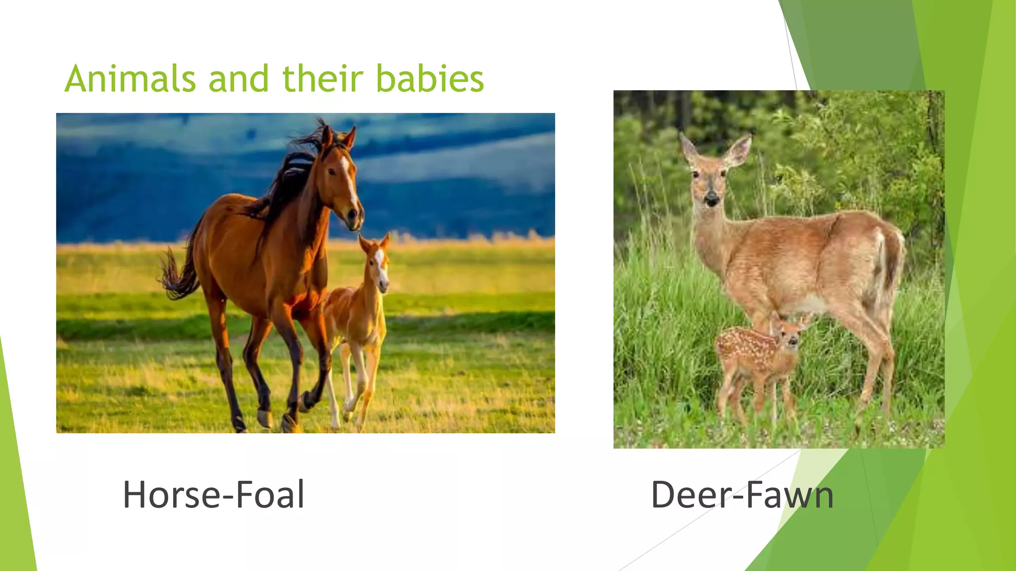 Animals and their babies.pptx
