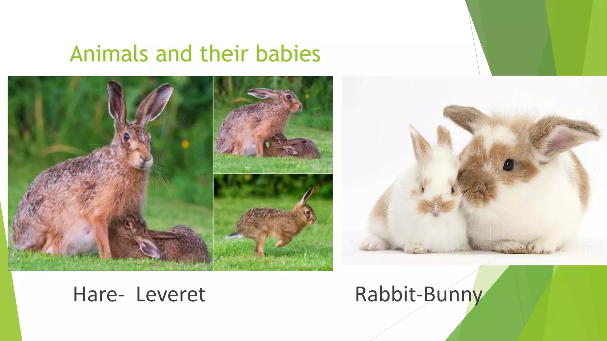 Animals and their babies.pptx