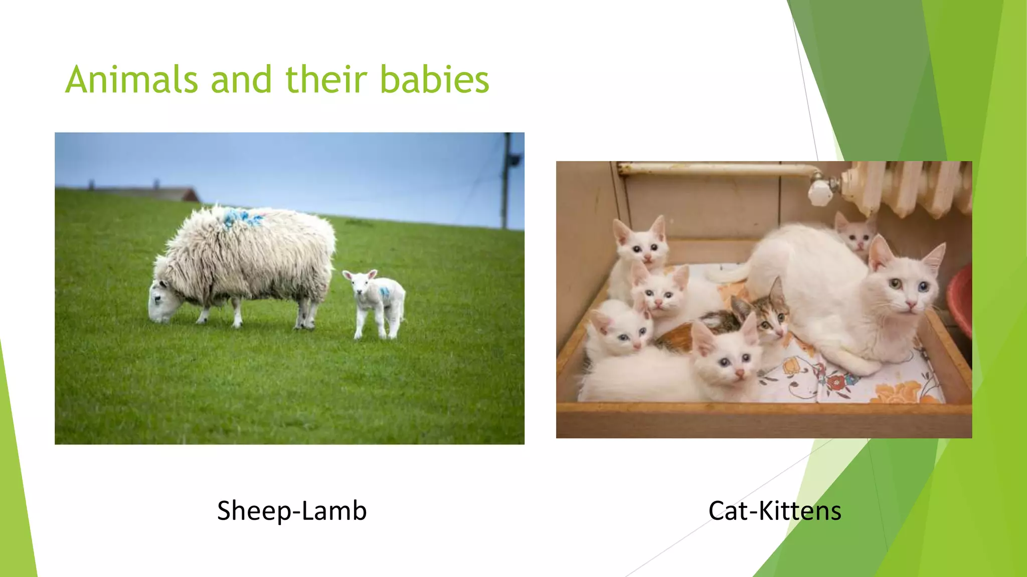 Animals and their babies.pptx
