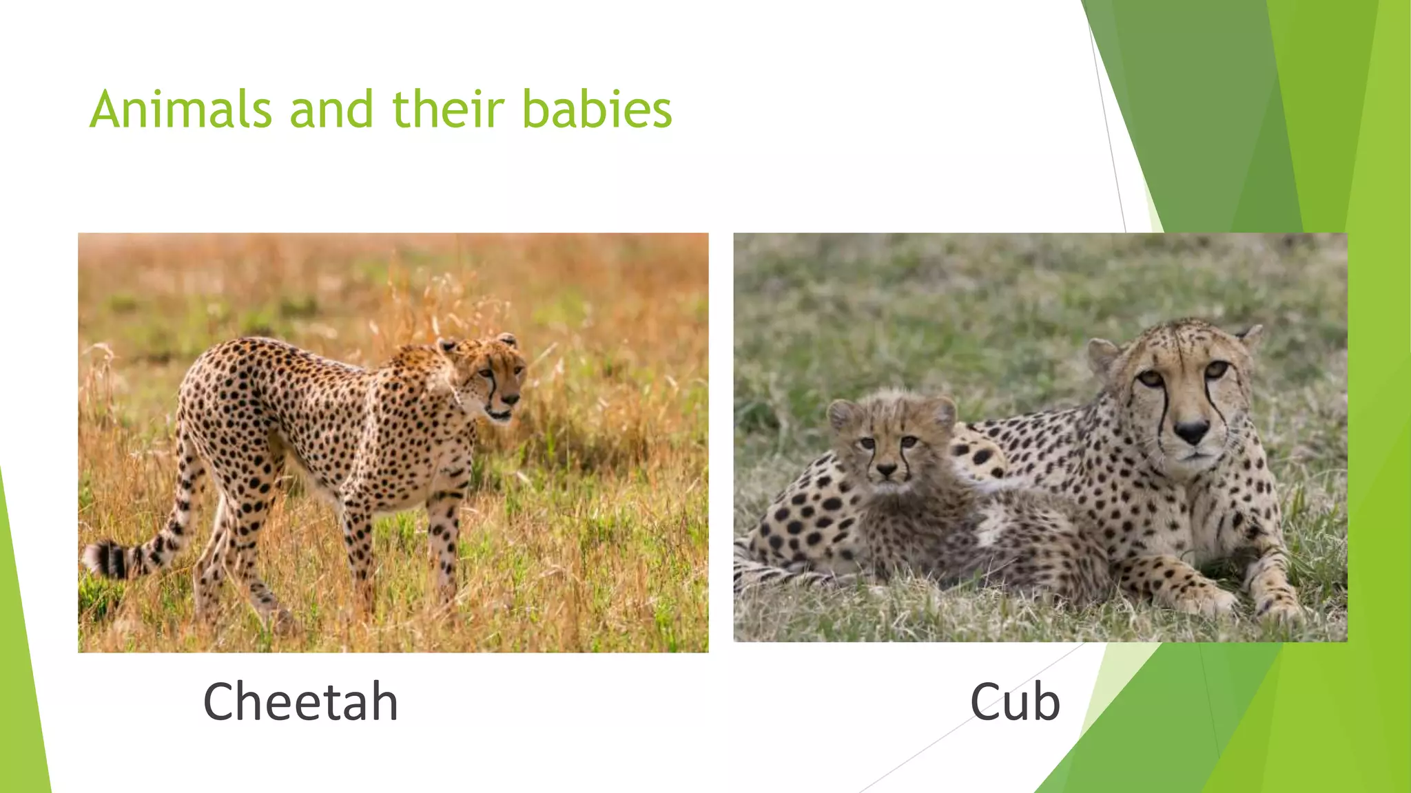 Animals and their babies.pptx