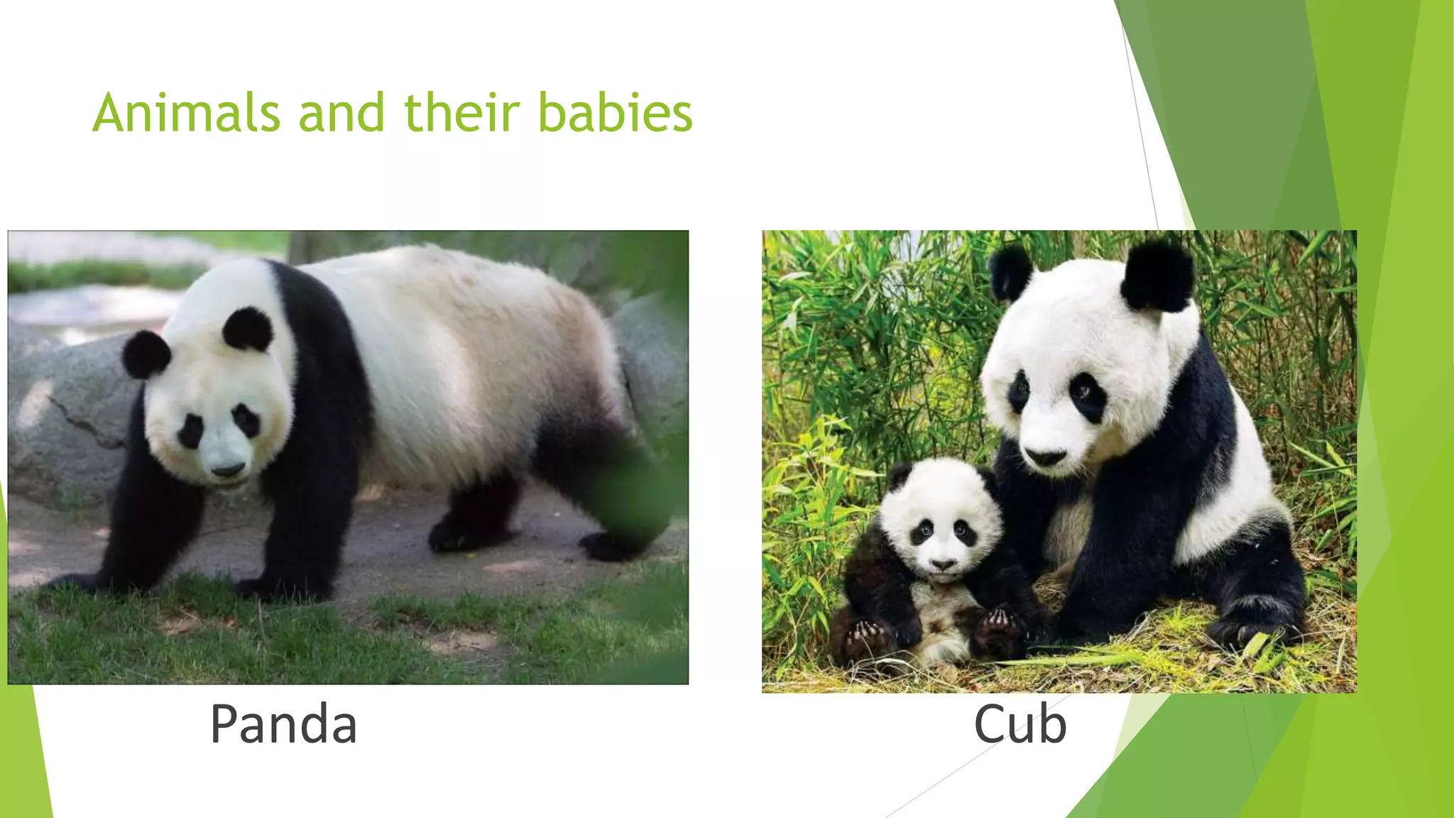 Animals and their babies.pptx