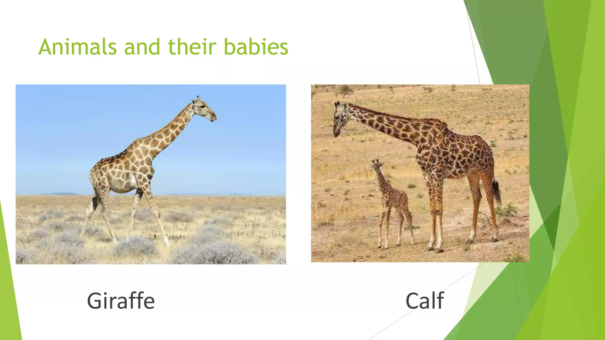 Animals and their babies.pptx