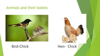 Animals and their babies.pptx