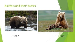 Animals and their babies.pptx