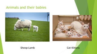 Animals and their babies.pptx