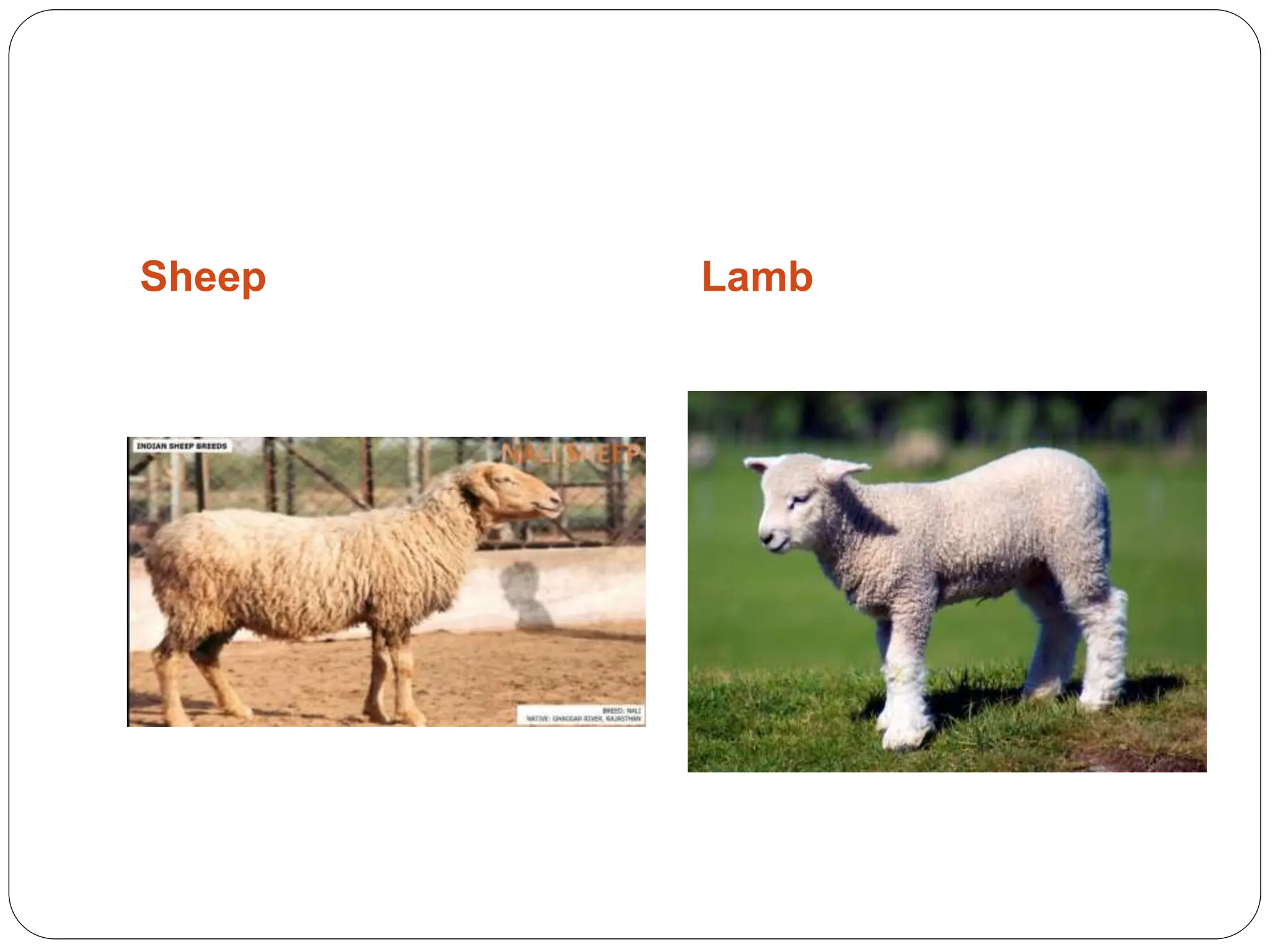 Pictorial Description of Animals and their Babies.pptx