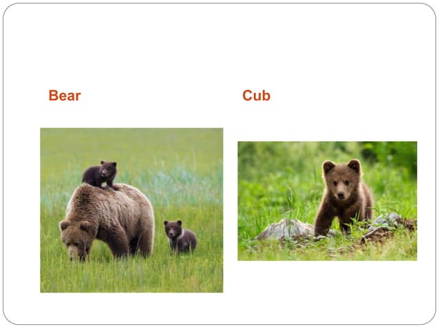 Pictorial Description of Animals and their Babies.pptx