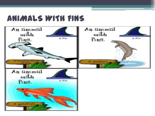 Animals and their body parts