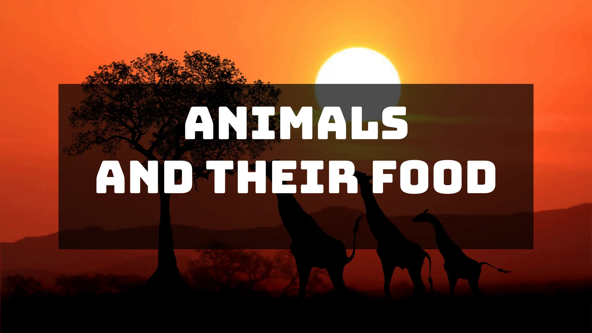 Animals and Their Food Educational Presentation in Orange and White ...