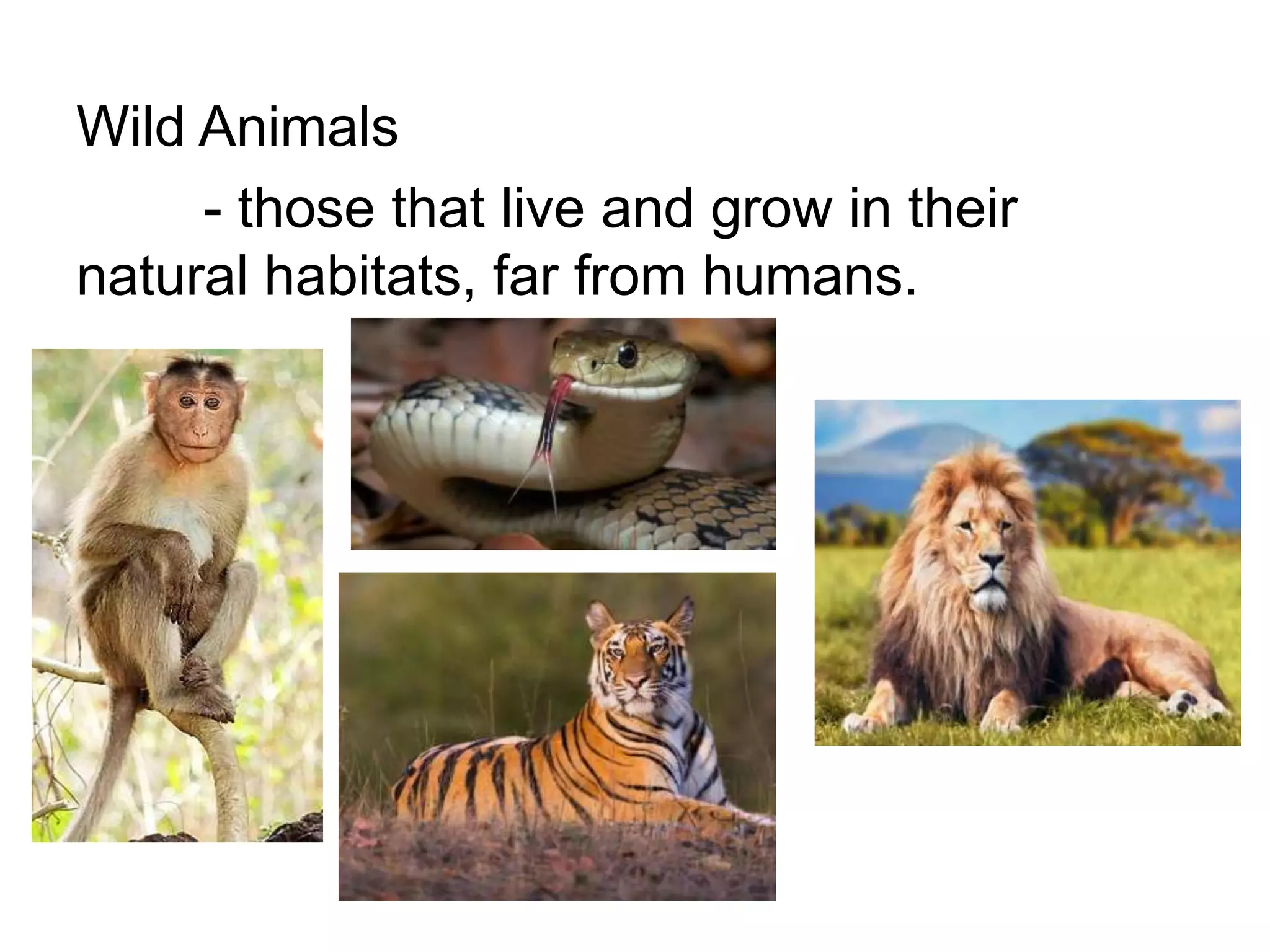 Animals and their habitat | PPTX