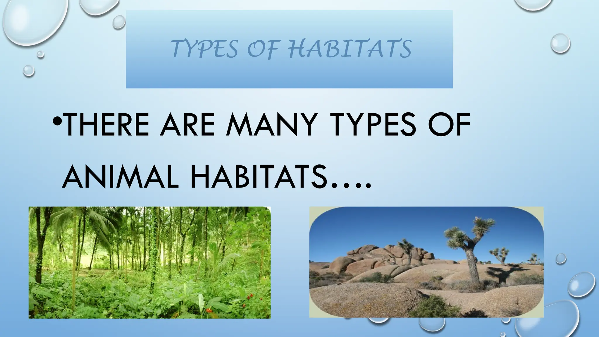 animals and their habitat.power point presentation | PPTX