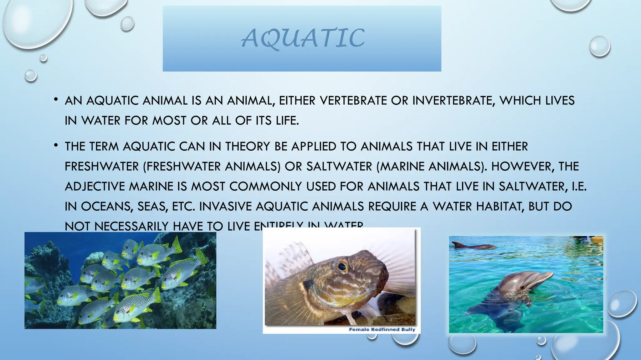 animals and their habitat.power point presentation | PPTX