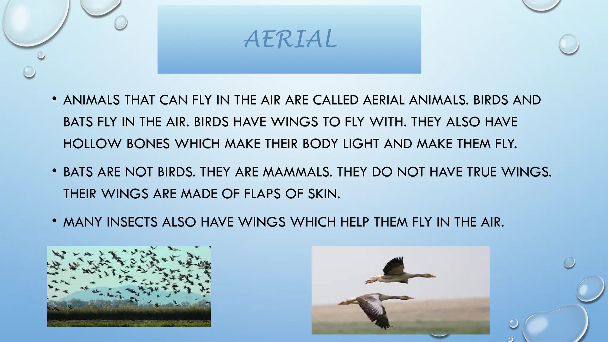 animals and their habitat.power point presentation | PPTX