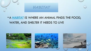 animals and their habitat.power point presentation | PPTX