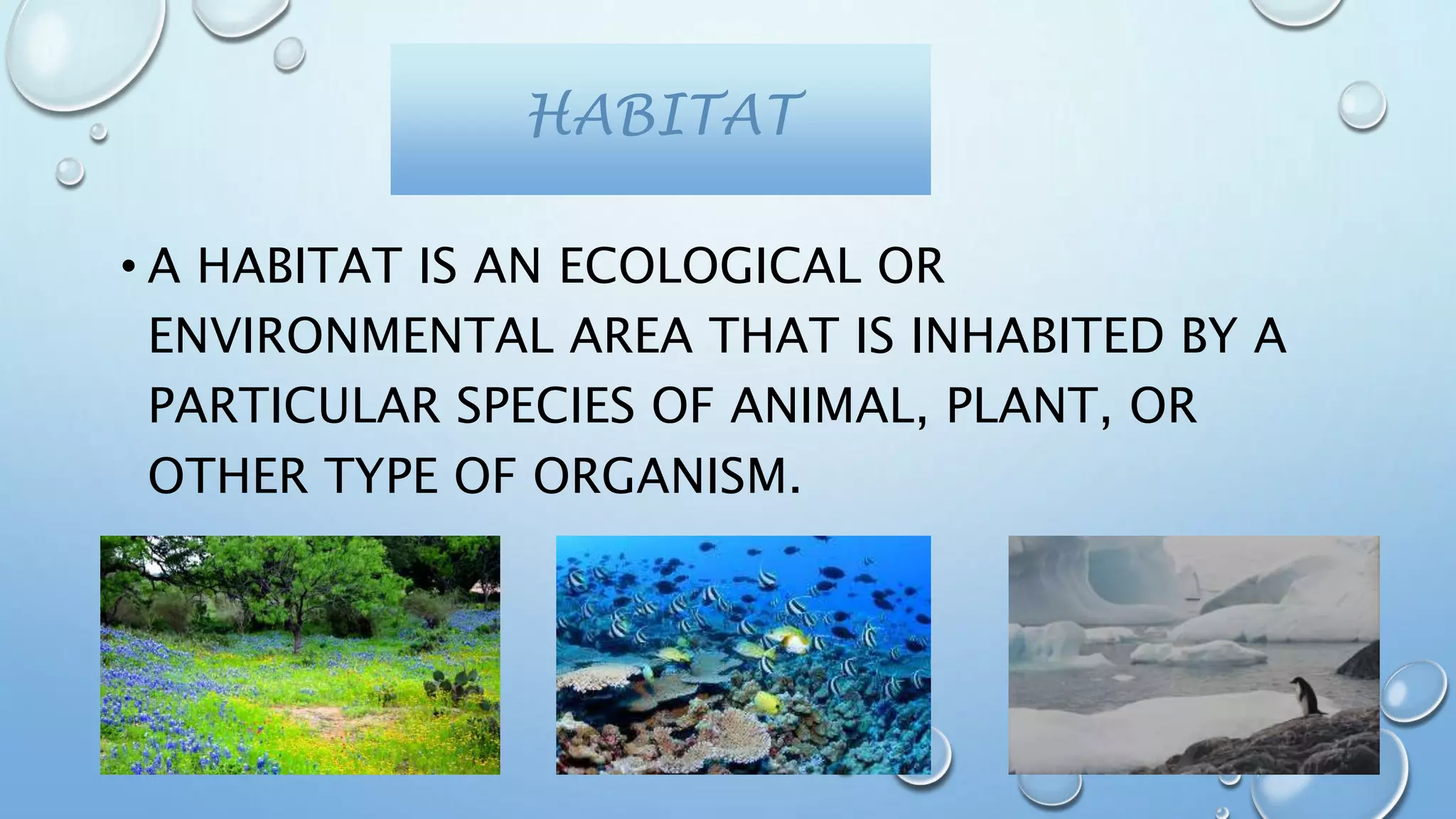 Animals and their_habitats | PPTX