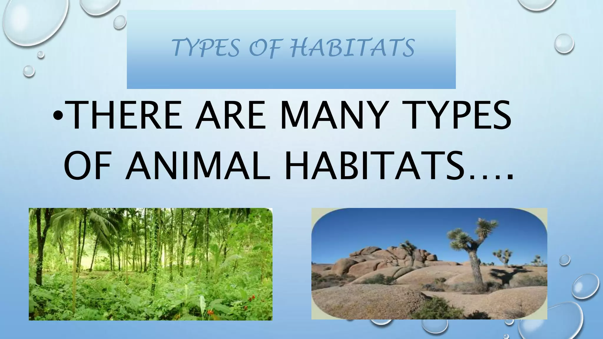 Animals and their_habitats | PPTX