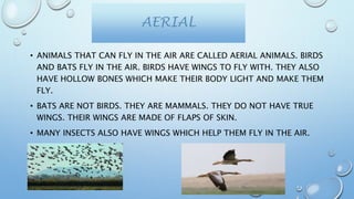 What Are The Examples Of Aerial Animals